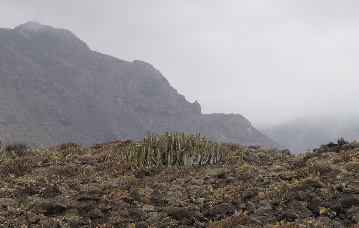 Designing Bioinspired Surfaces for Water Collection from Fog - The ...